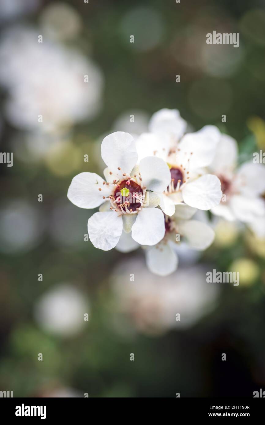 white Manuka (Leptospermum scoparium) flowers Stock Photo - Alamy