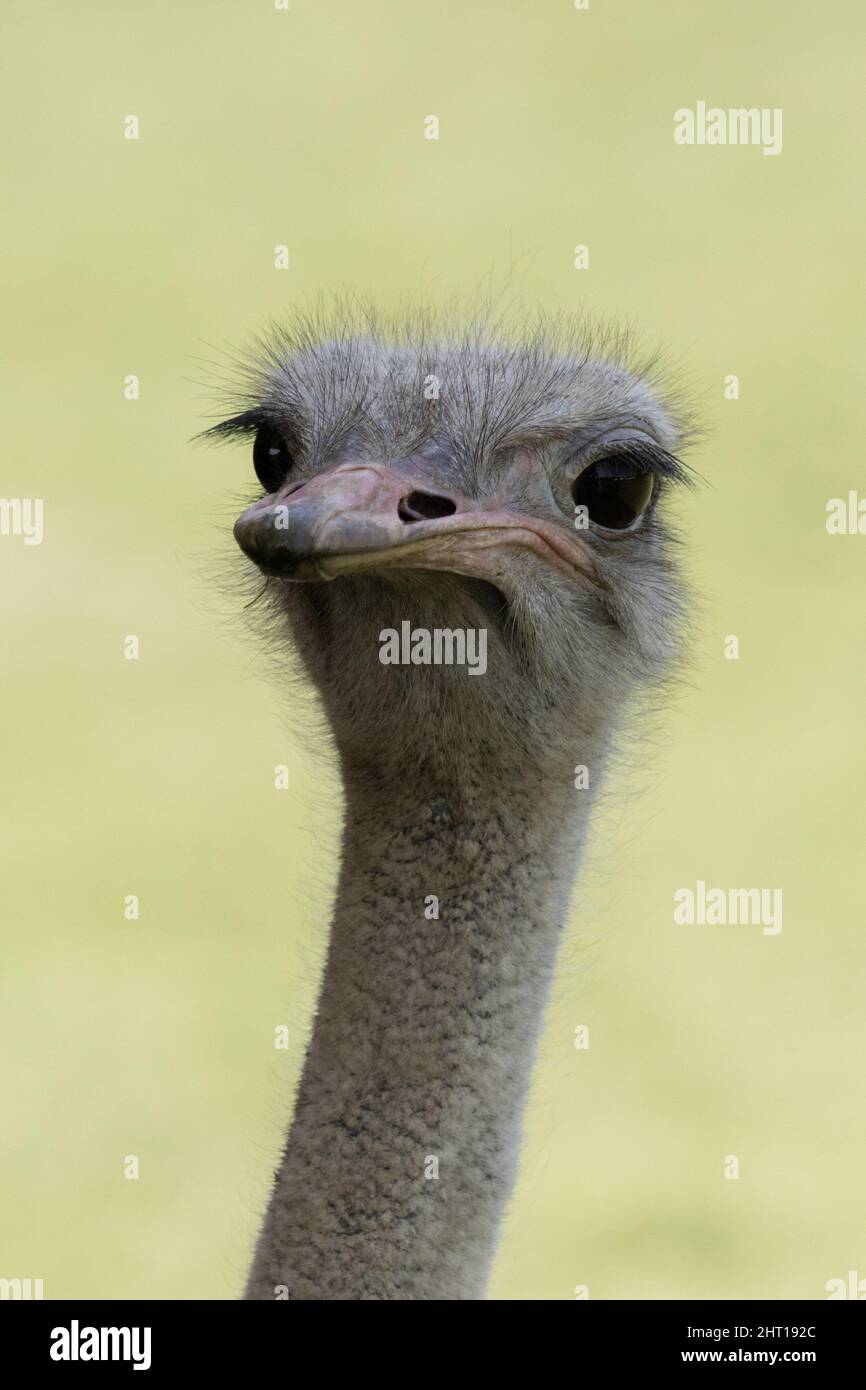 Ostridge hi-res stock photography and images - Alamy