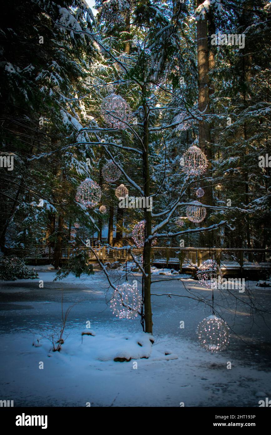 Vertical shot of Canyon Lights at Capilano Suspension Bridge Park ...