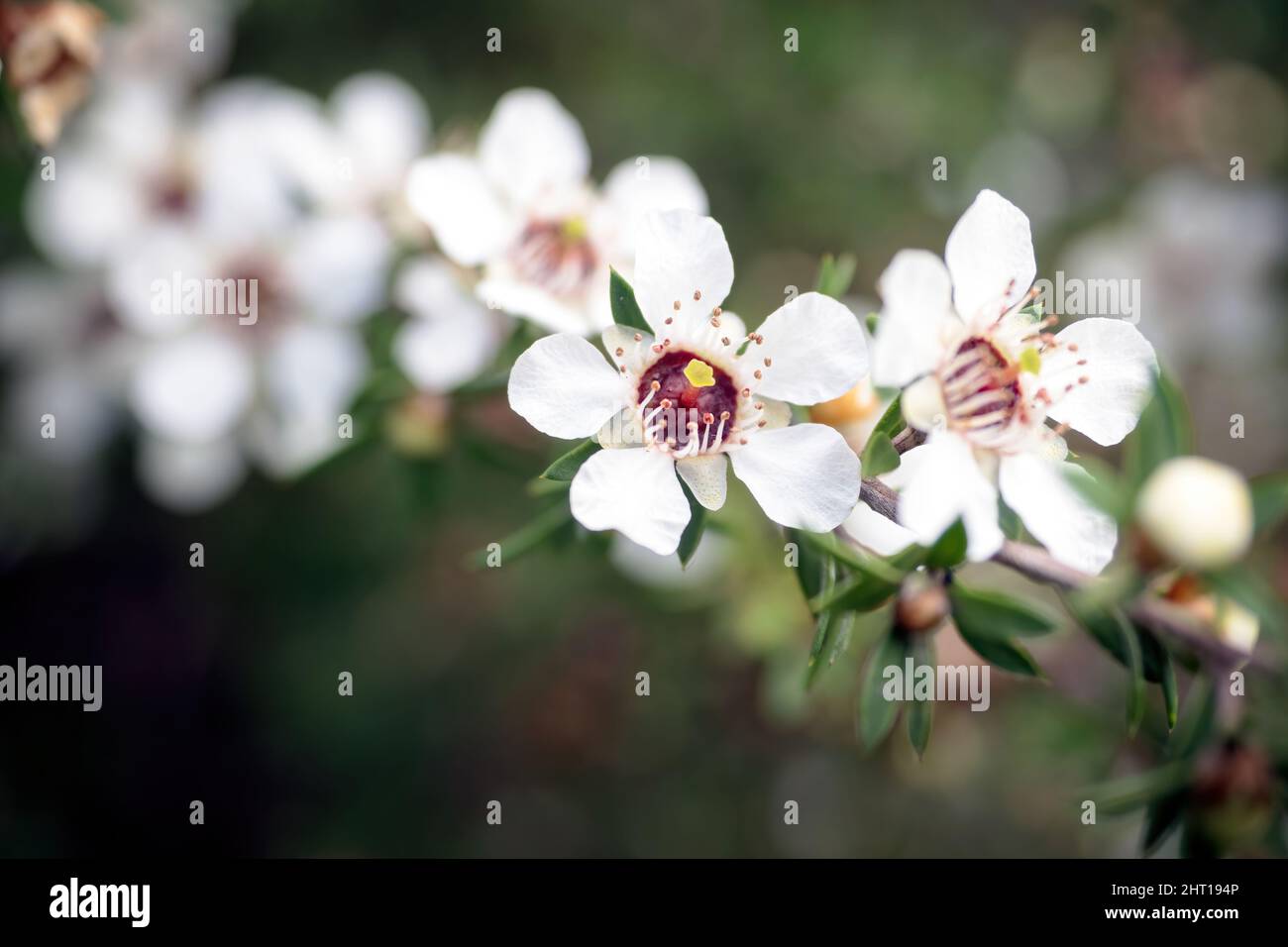 white Manuka (Leptospermum scoparium) flowers Stock Photo - Alamy