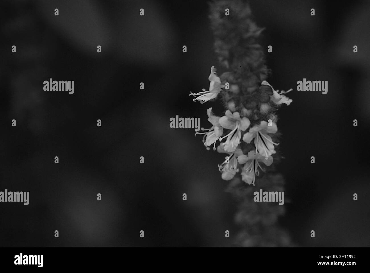 Blooming environment Black and White Stock Photos & Images - Alamy