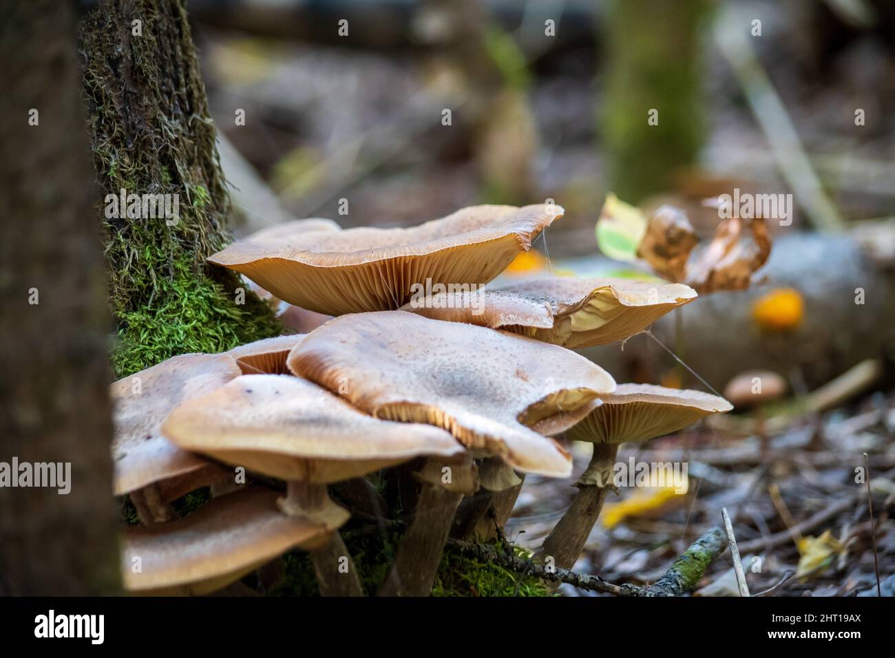 Close-up shallow focus shot of a mushroom plant growing underneath a ...