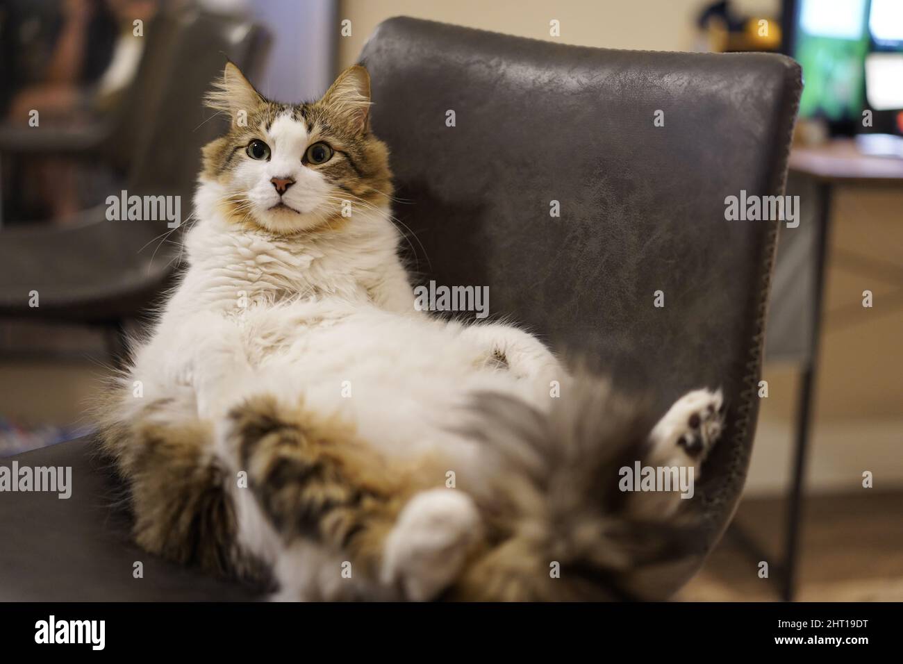 Closeup of the cute cat sitting like a human on the chair Stock Photo ...