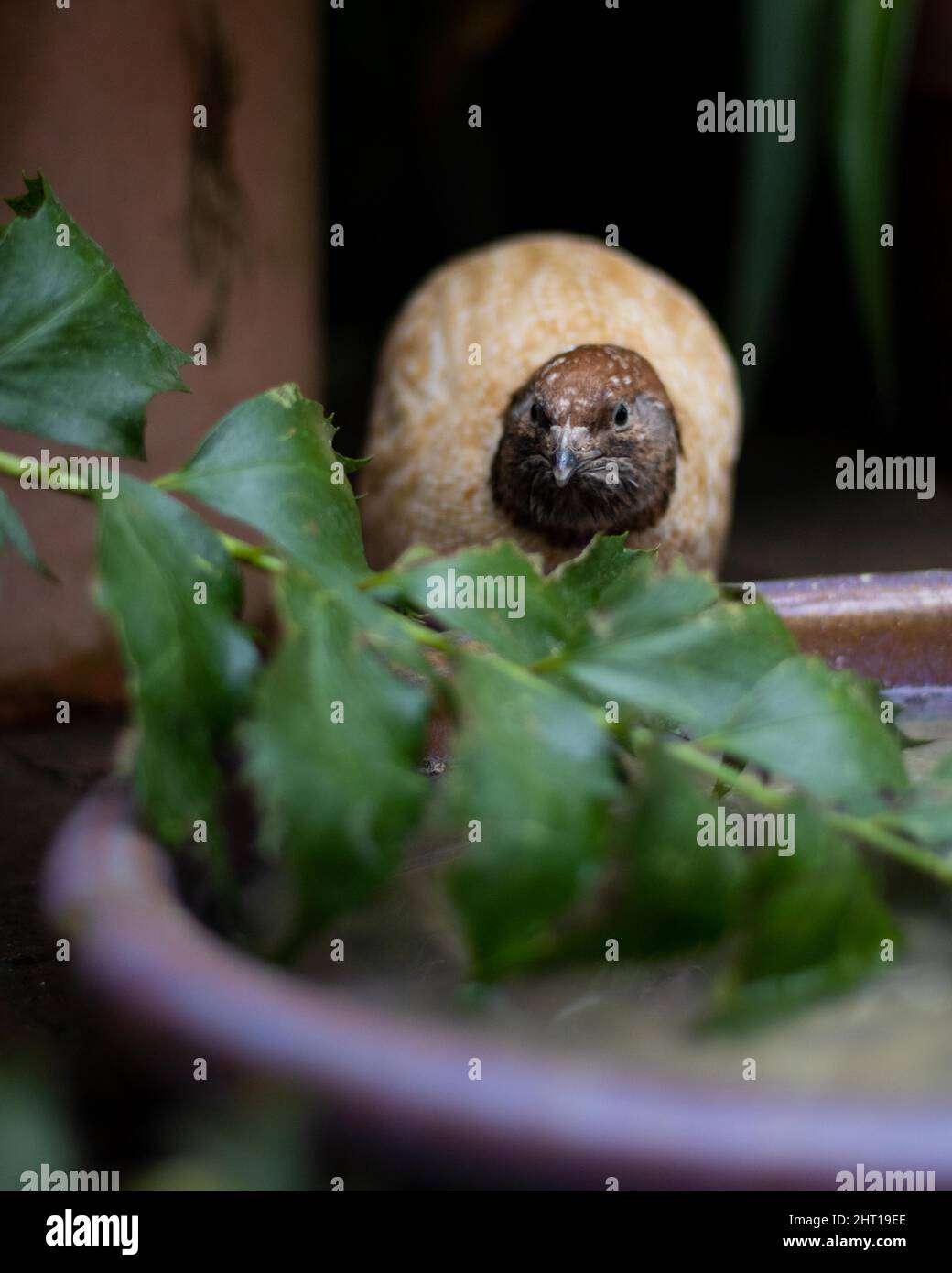 Coturnix quail vertical hi-res stock photography and images - Alamy