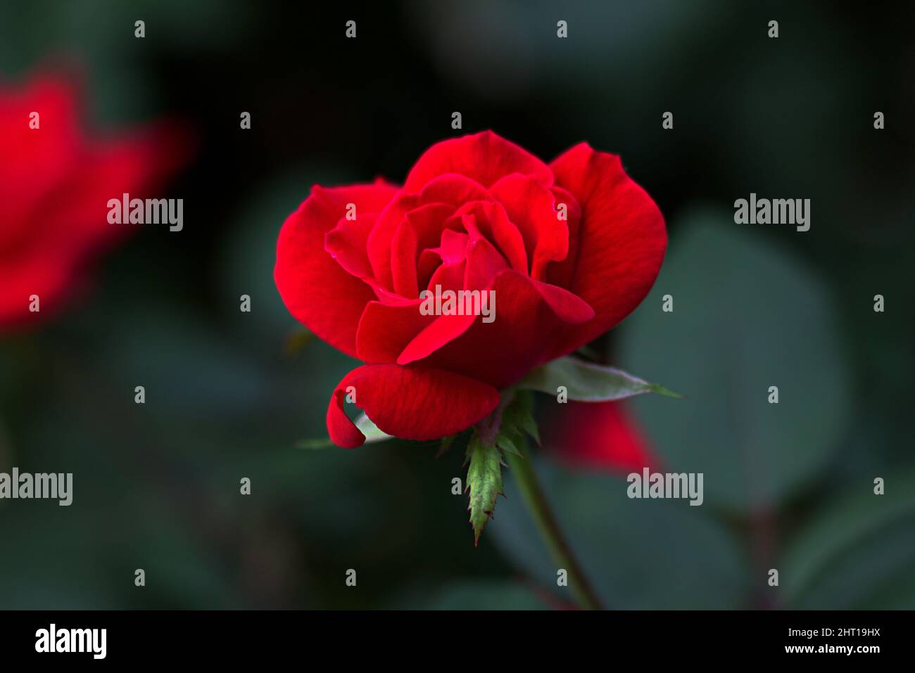Selective focus of a red rose Stock Photo - Alamy