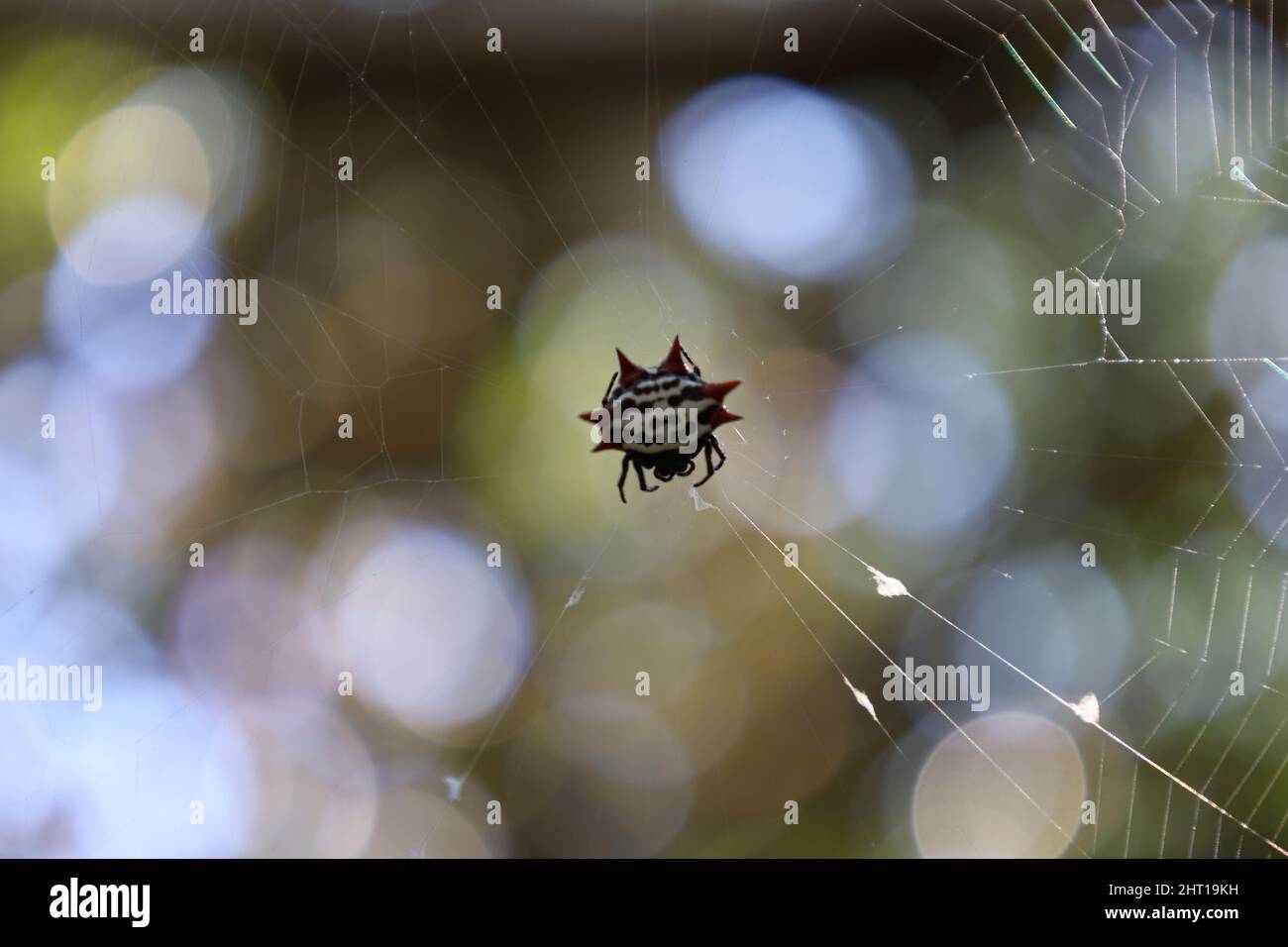 Shallow focus of a spiny orb-weaver spider (Gasteracantha) weaving a ...