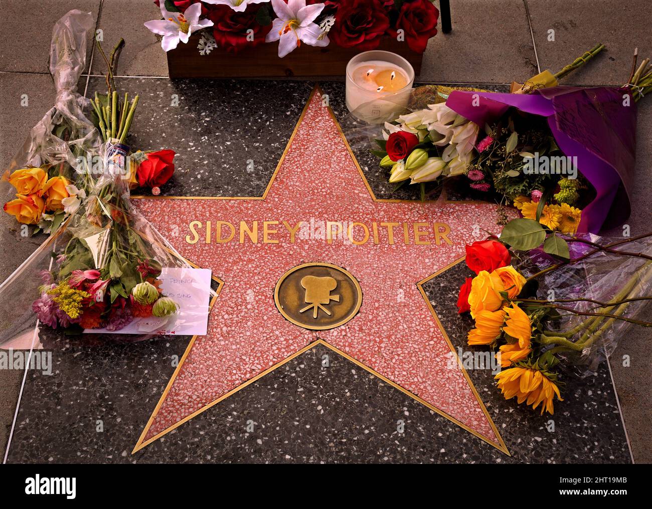 Sidney Poitier's star on the Hollywood Walk of Fame decorated with ...