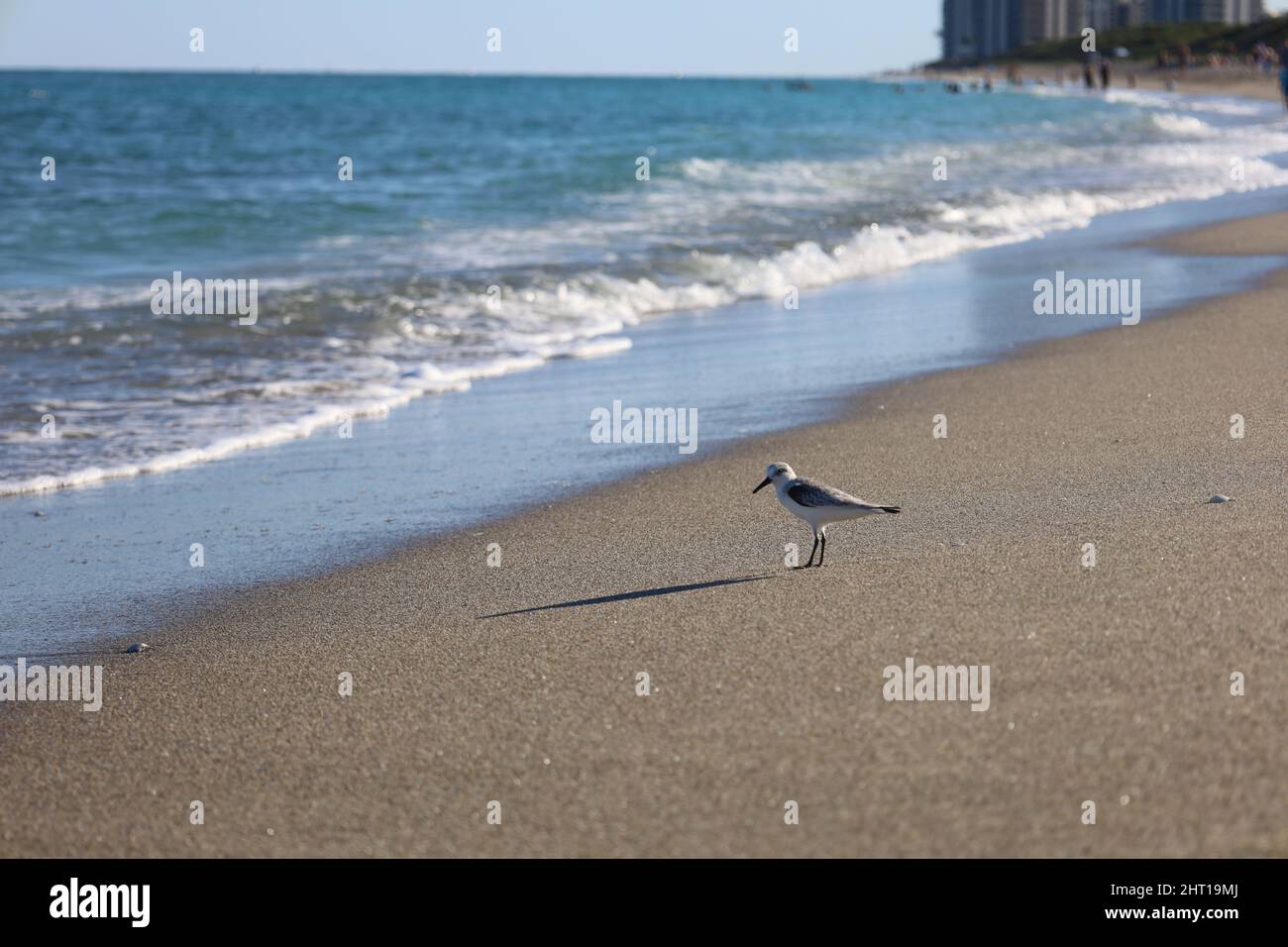 Seascape with a tiny sanderling bird standing on the sand at the beach ...
