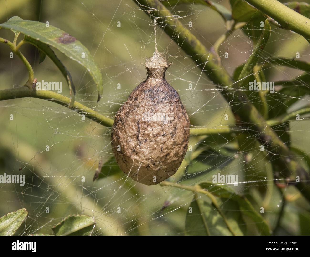 Spider egg cocoon in a garden in New Bern, North Carolina Stock Photo ...