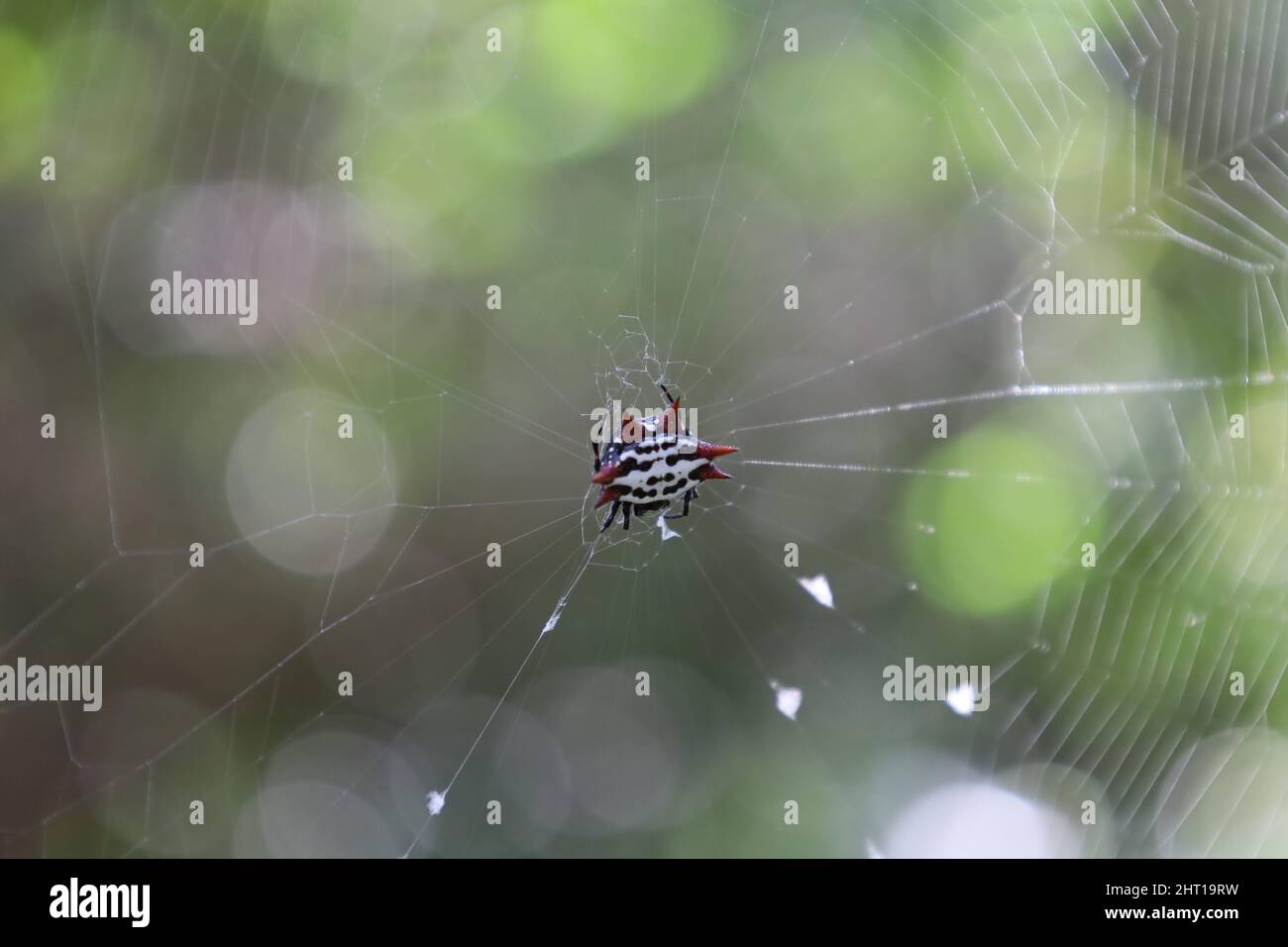 Shallow focus of a Spiny orb-weaver spider (Gasteracantha) weaving a ...
