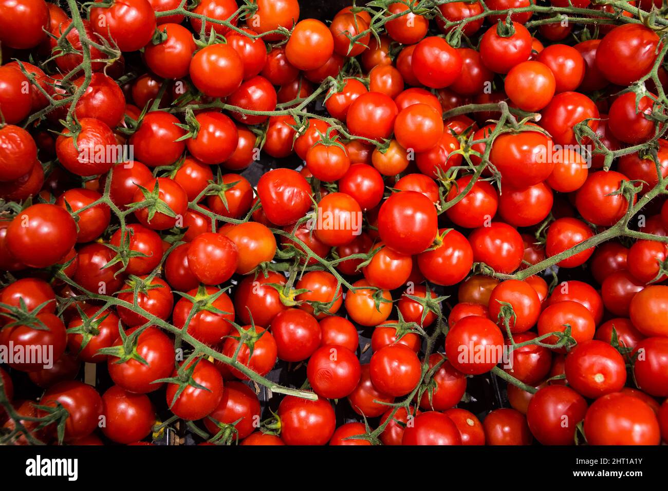 Detail of the Regina tomatoes typical of Puglia (Italy Stock Photo - Alamy