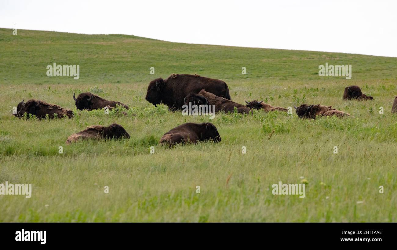 Bisons in a summer field Stock Photo - Alamy