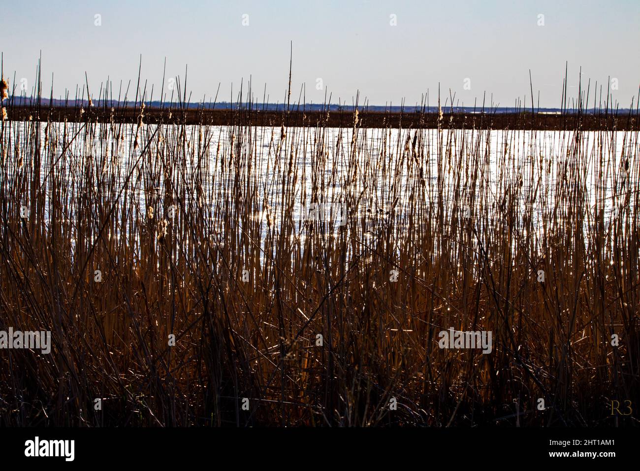 Dry grass near the lake Stock Photo - Alamy