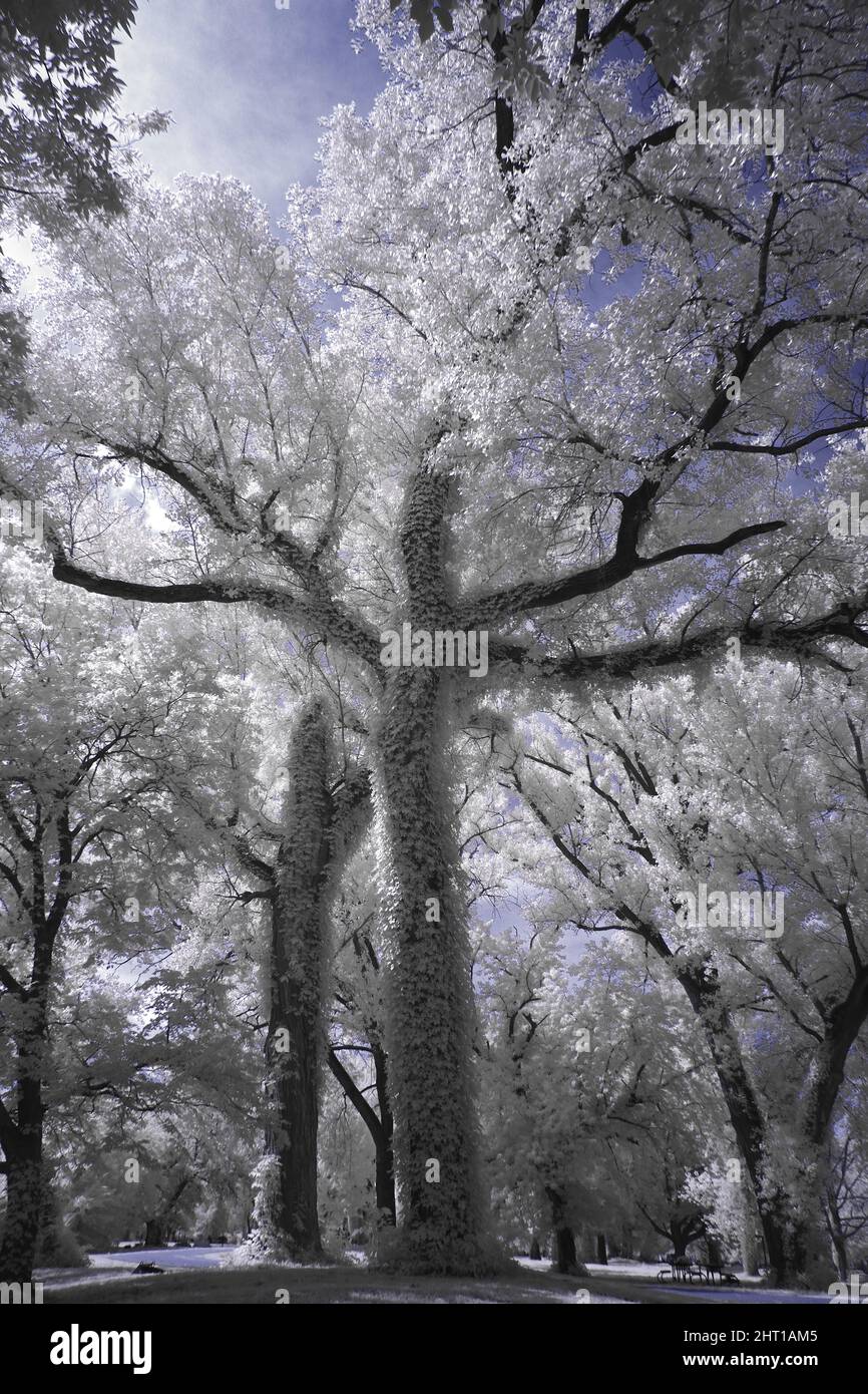 White leafed trees in a forest Stock Photo - Alamy