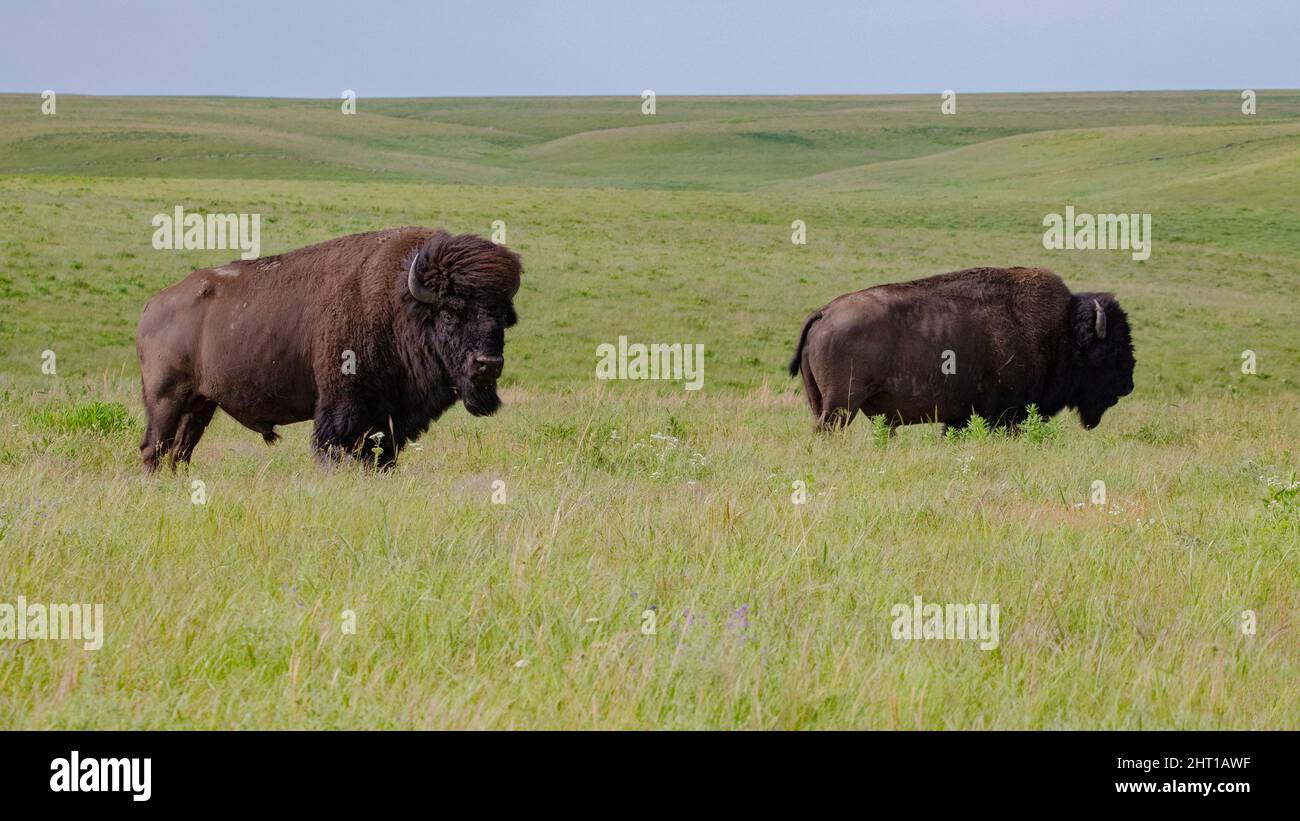 Bisons in a summer field Stock Photo - Alamy