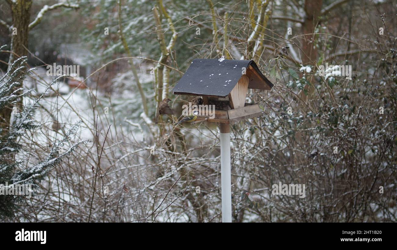 A few birds on a wooden bird feeder in beside leafless bushes in winter ...