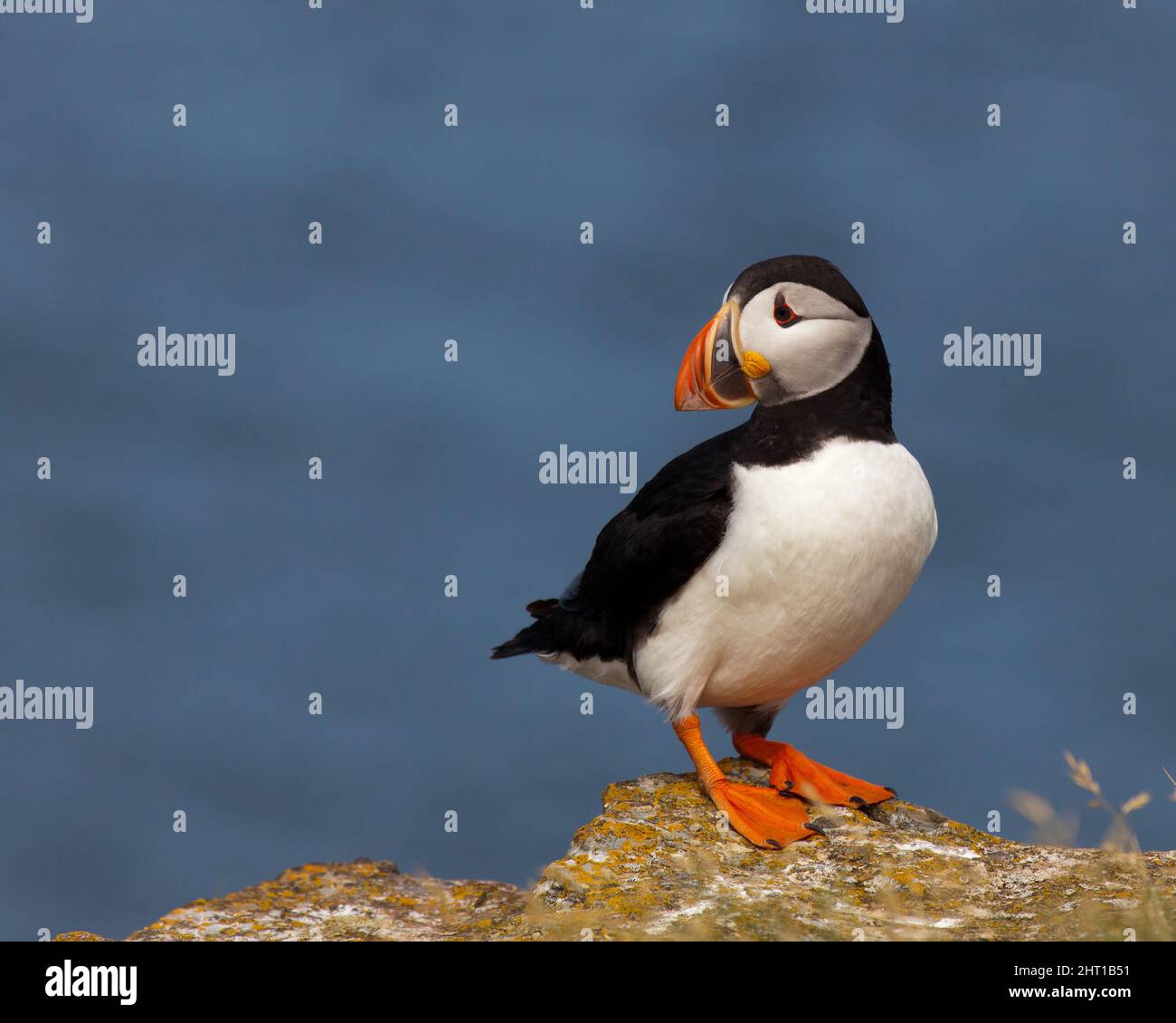 Beautiful Atlantic Puffin in Newfoundland, Canada Stock Photo - Alamy
