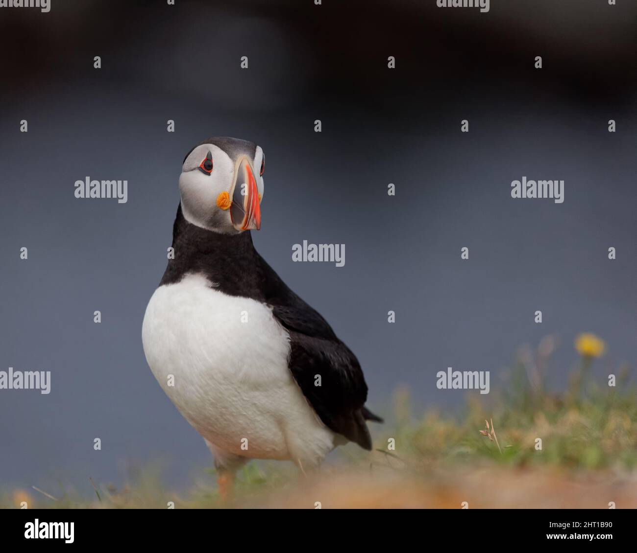 colorful Atlantic Puffin Stock Photo - Alamy