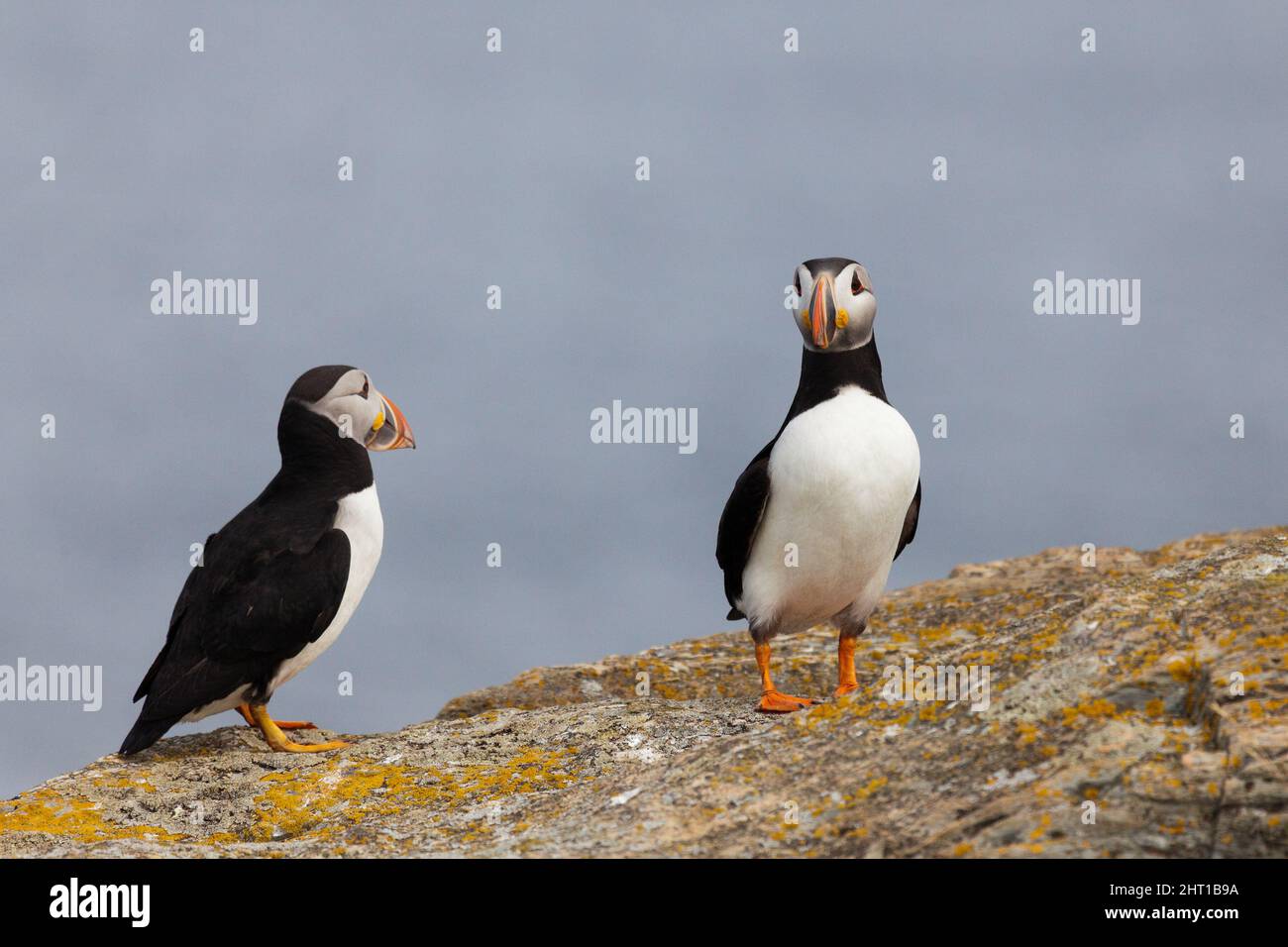 Beautiful Atlantic Puffin in Newfoundland, Canada Stock Photo - Alamy