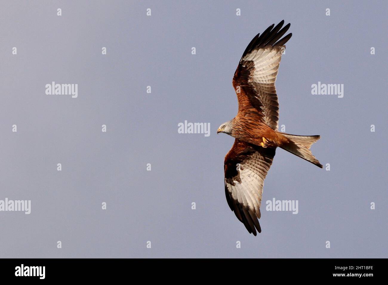 Red Kite in flight at Harewood Estate, Leeds Stock Photo - Alamy