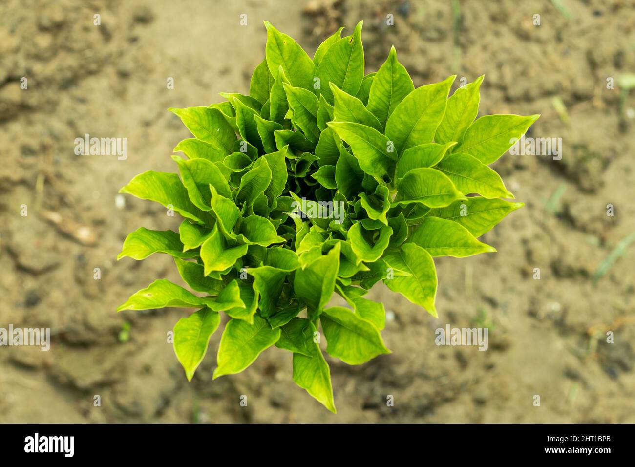 Elephant foot yam or Amorphophallus trees is a popular tuber vegetable ...