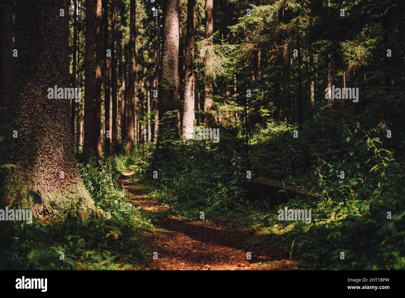 Beautiful view of a green forest on a sunny day in summer Stock Photo ...