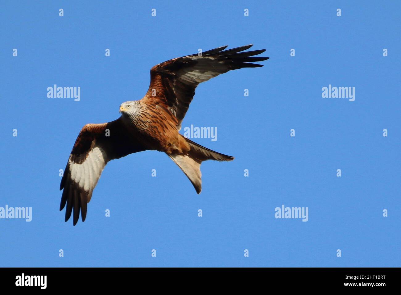Red Kite in flight at Harewood Estate, Leeds Stock Photo - Alamy