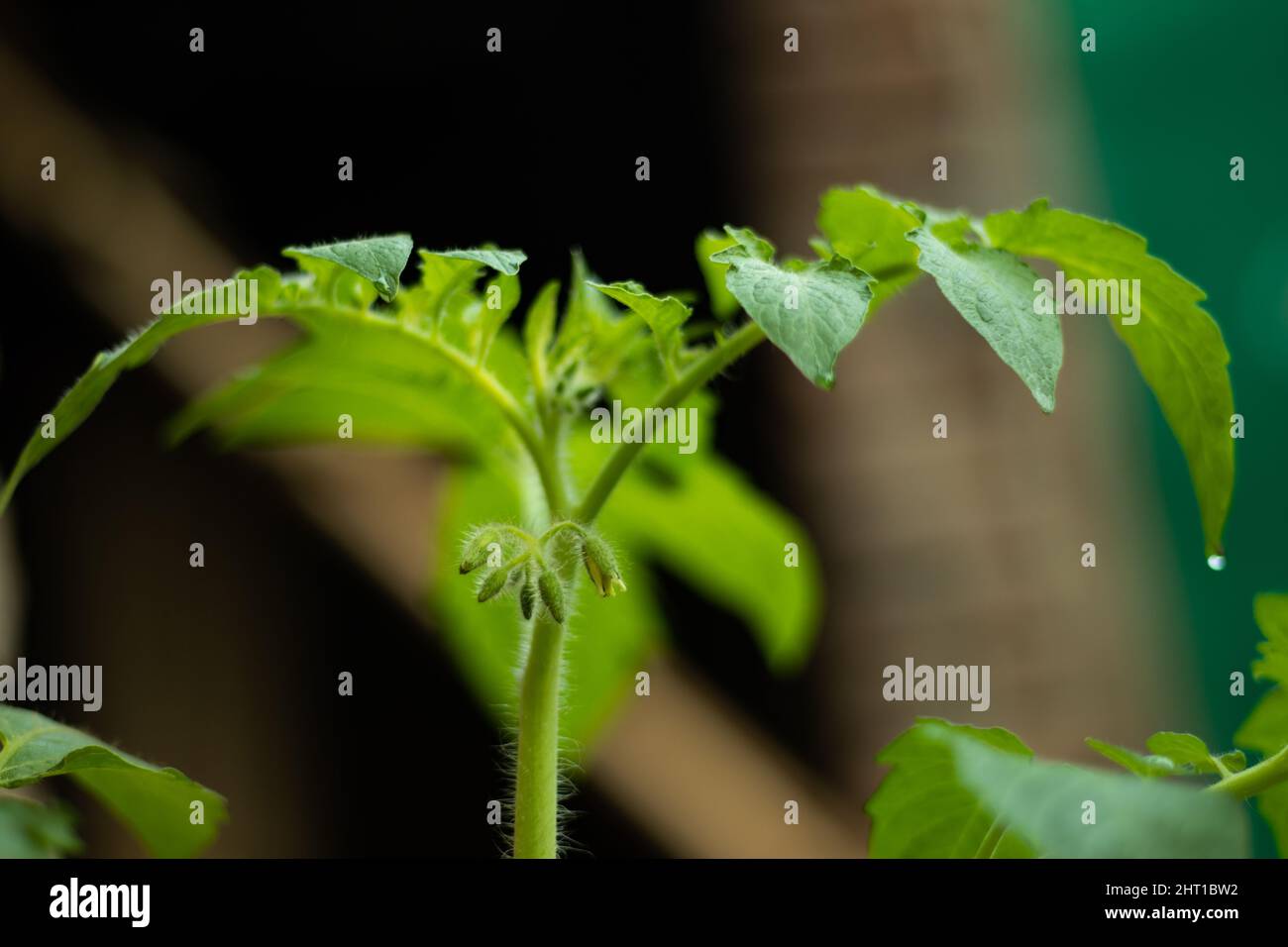 Flowering in tomato plants is one of the most important and crucial ...