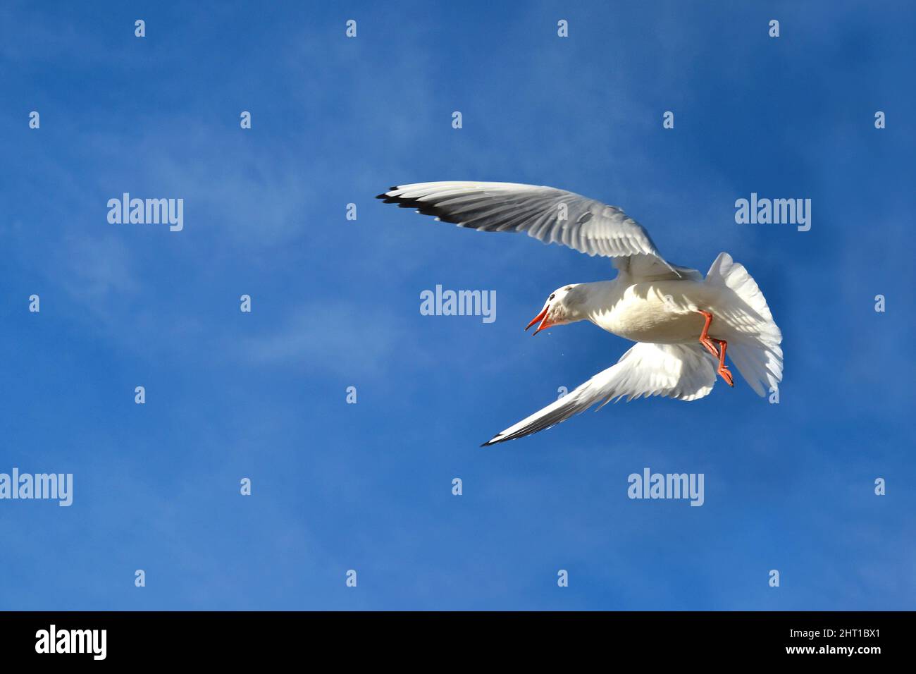 Seagull (Larus argentatus) in flight, blue sky, eats a bite of bread in ...