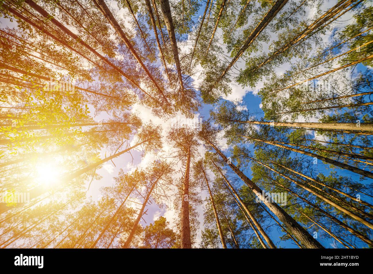 Blue green forest scenic trees hi-res stock photography and images - Alamy