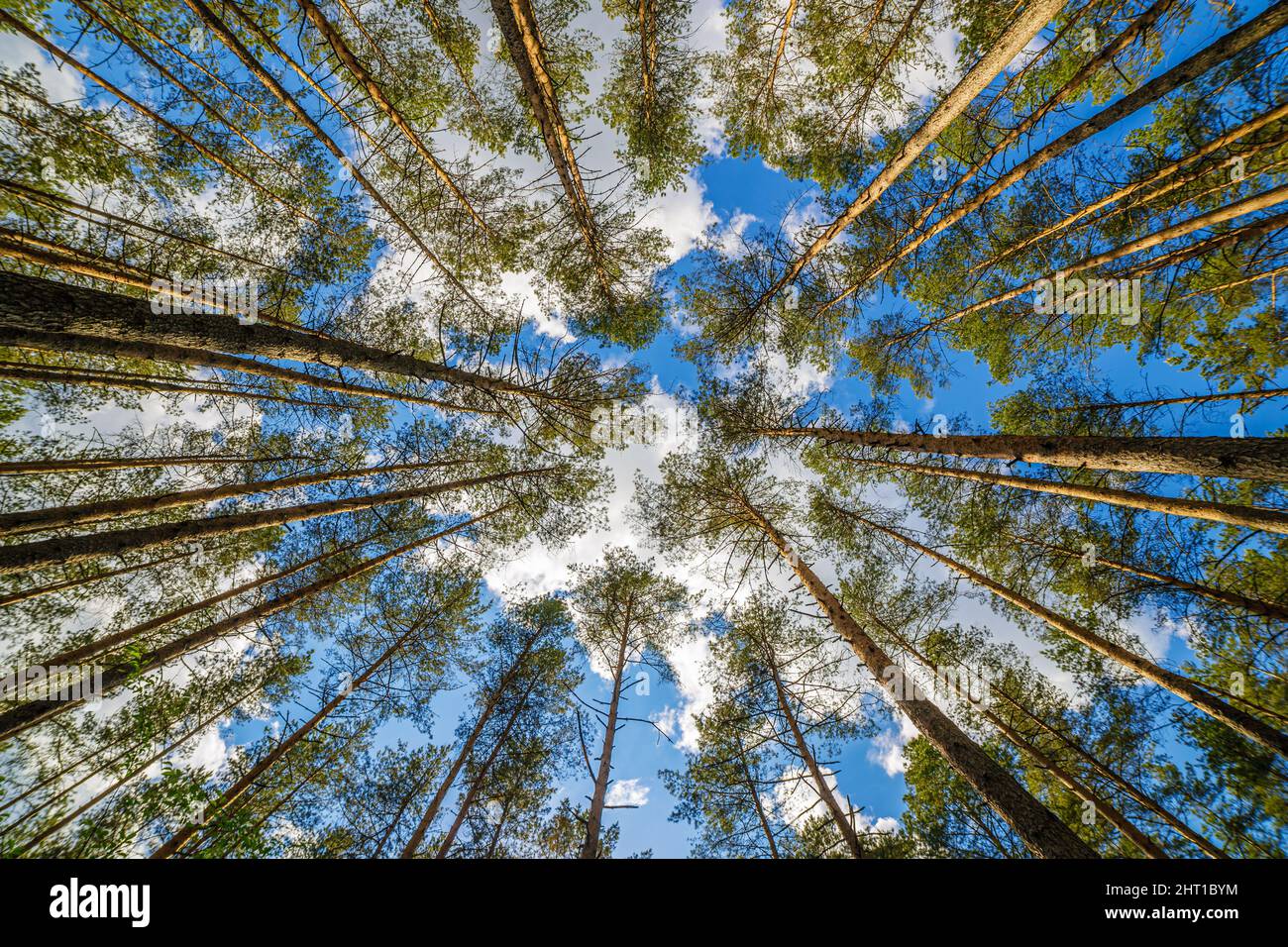 Blue green forest scenic trees hi-res stock photography and images - Alamy
