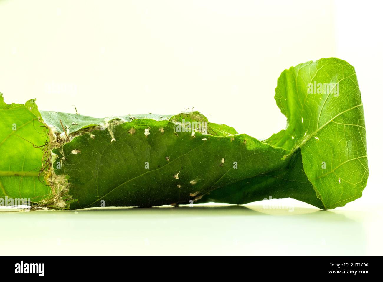 Tuntuni pakhir basa hi-res stock photography and images - Alamy