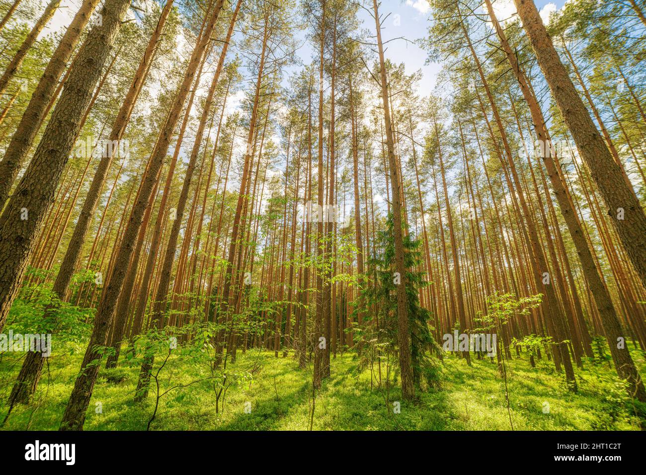 Pine forest low perspective wide angle panorama Stock Photo - Alamy