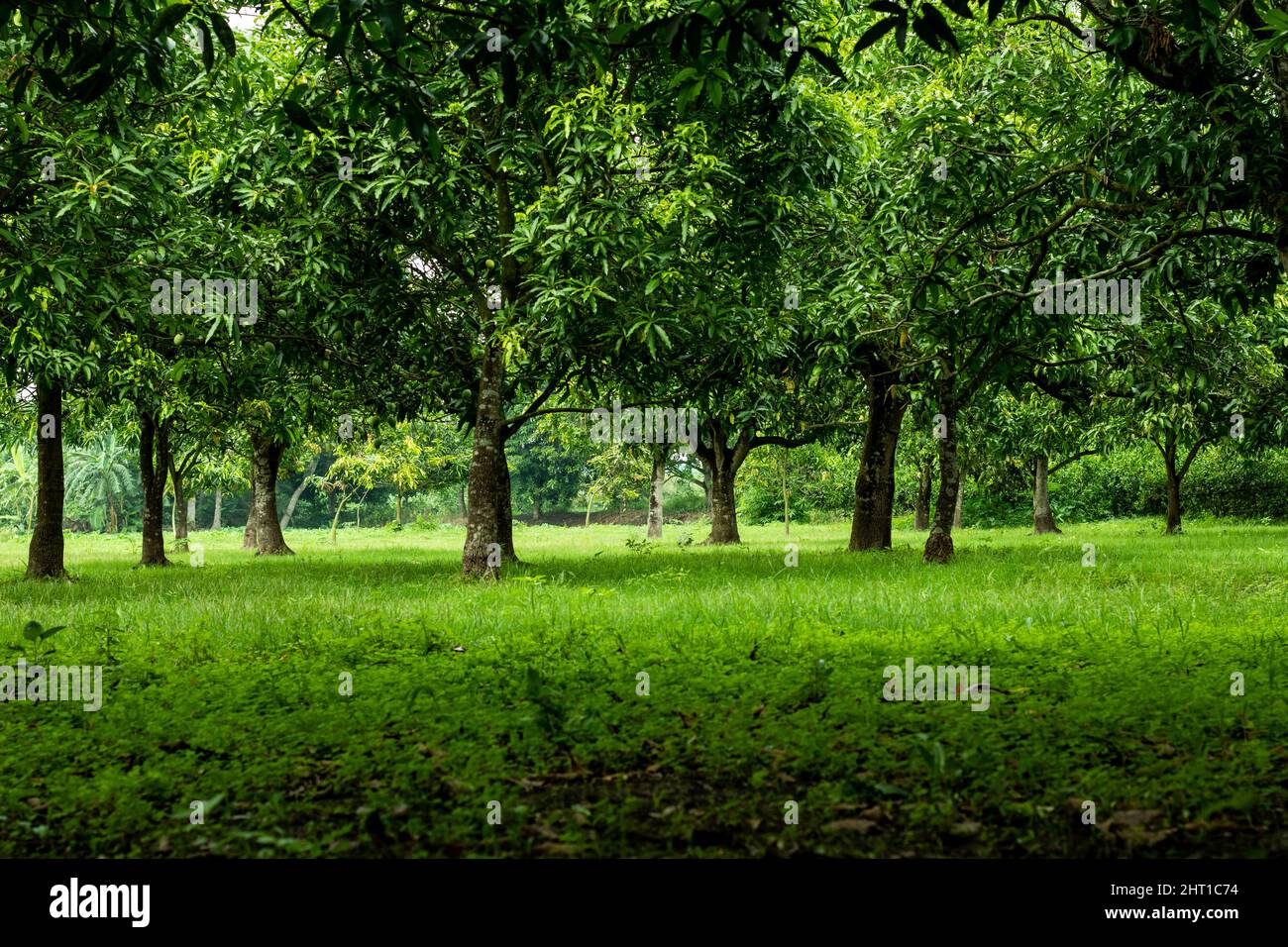 It is a big mango orchard. Mango is a famous fruit of Asia. Mango is ...