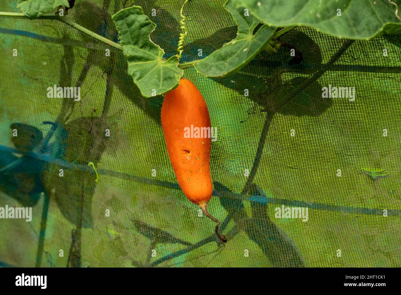 Orange color pointed gourd hi-res stock photography and images - Alamy