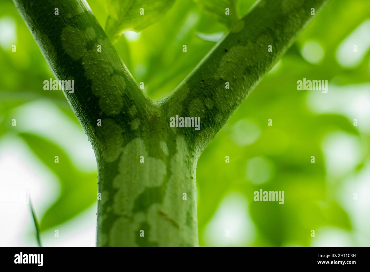 EFY or Elephant foot yam is a popular tuber crop in humid tropics ...