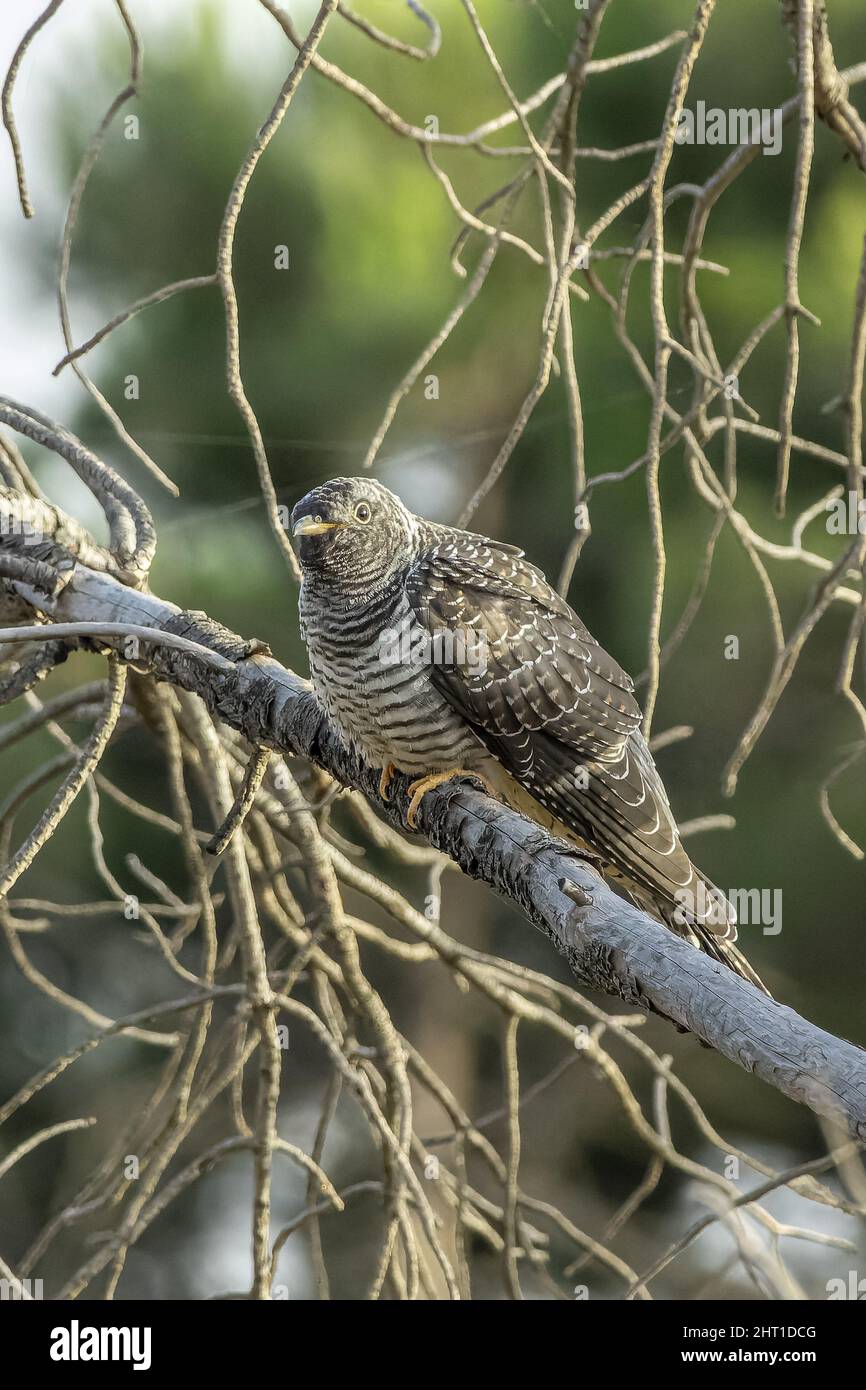 Closeup of a common cuckoo Stock Photo - Alamy