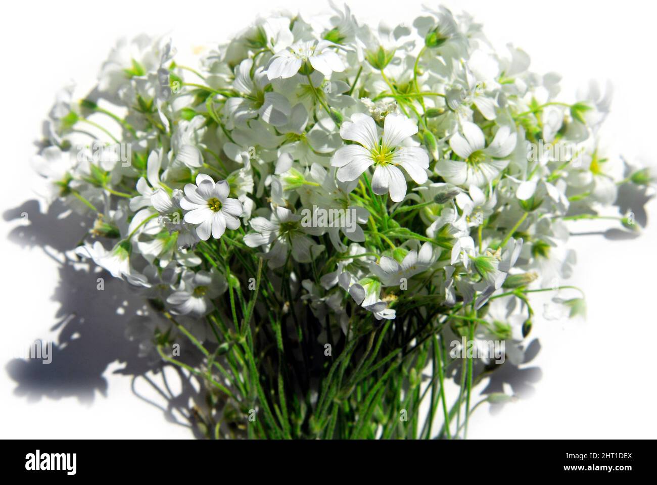 white simple small flowers bucket Stock Photo - Alamy