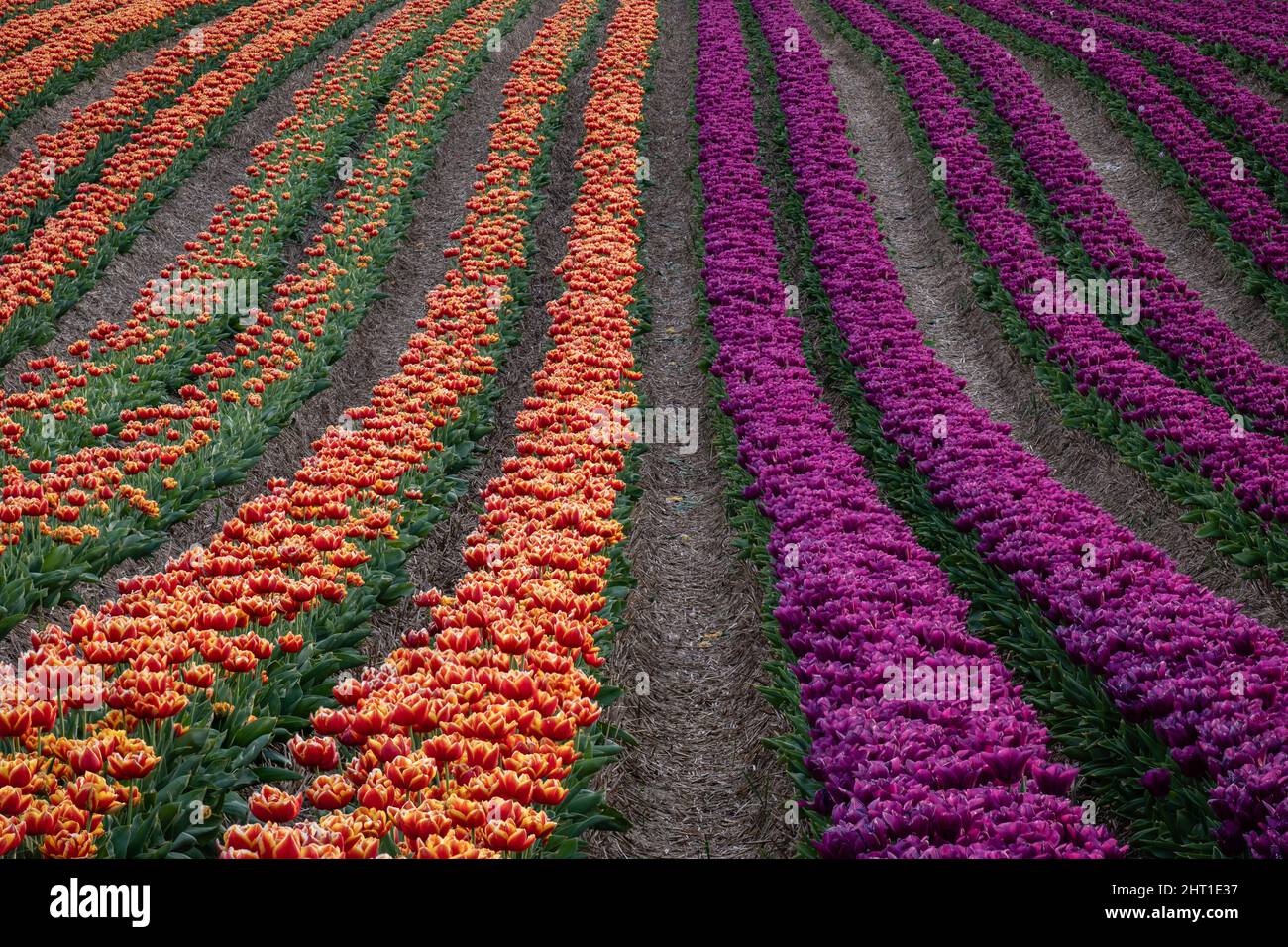 tulips in springtime in germany flowers Stock Photo - Alamy