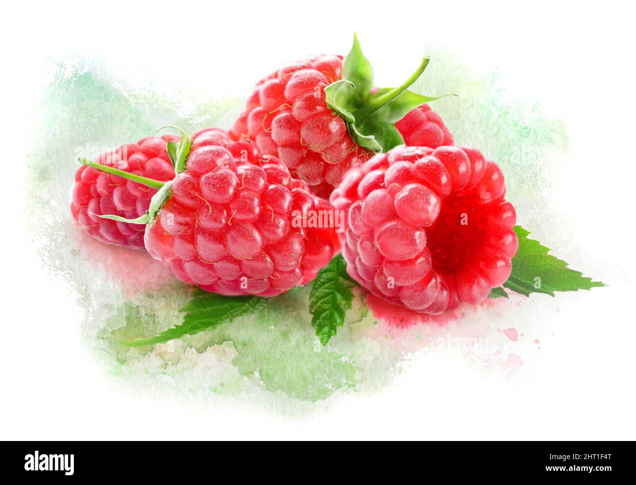 Ripe Raspberries photo on watercolor painted splash background Stock ...