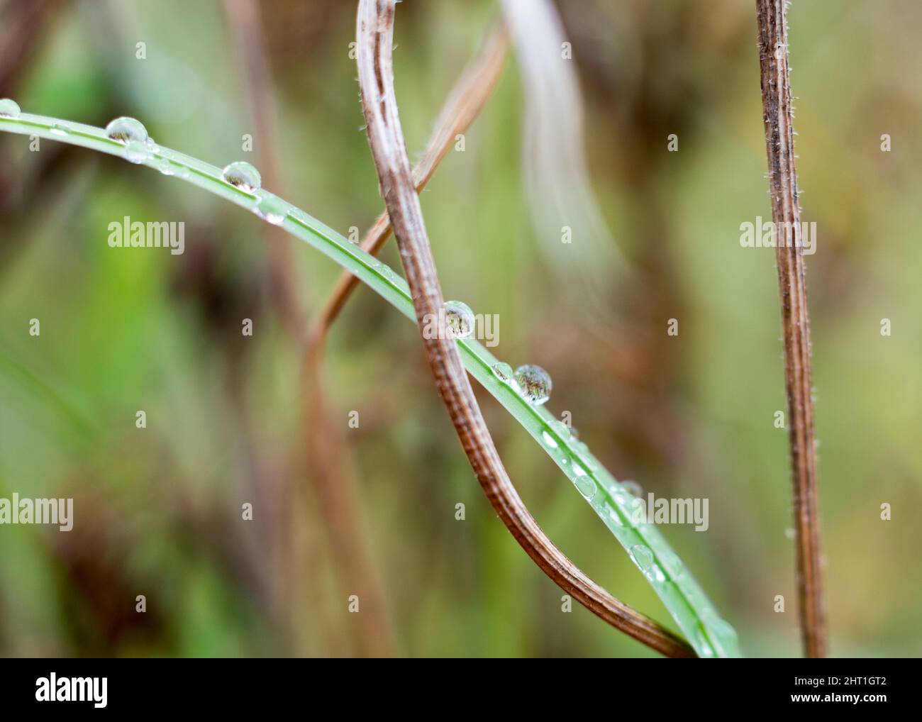 Macro shot of waterdrops on a plant Stock Photo - Alamy