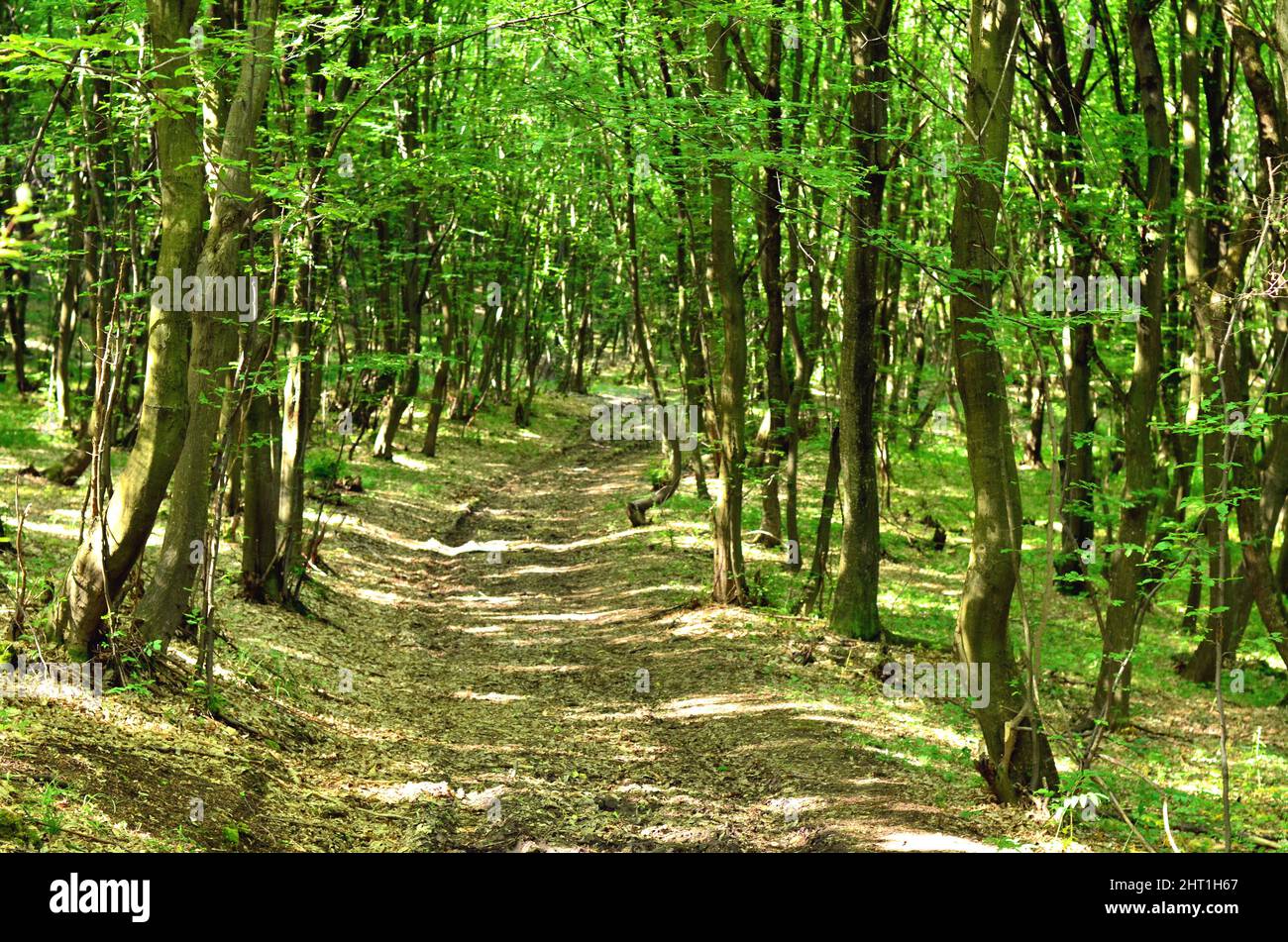 Closeup of a trail in a forest Stock Photo - Alamy