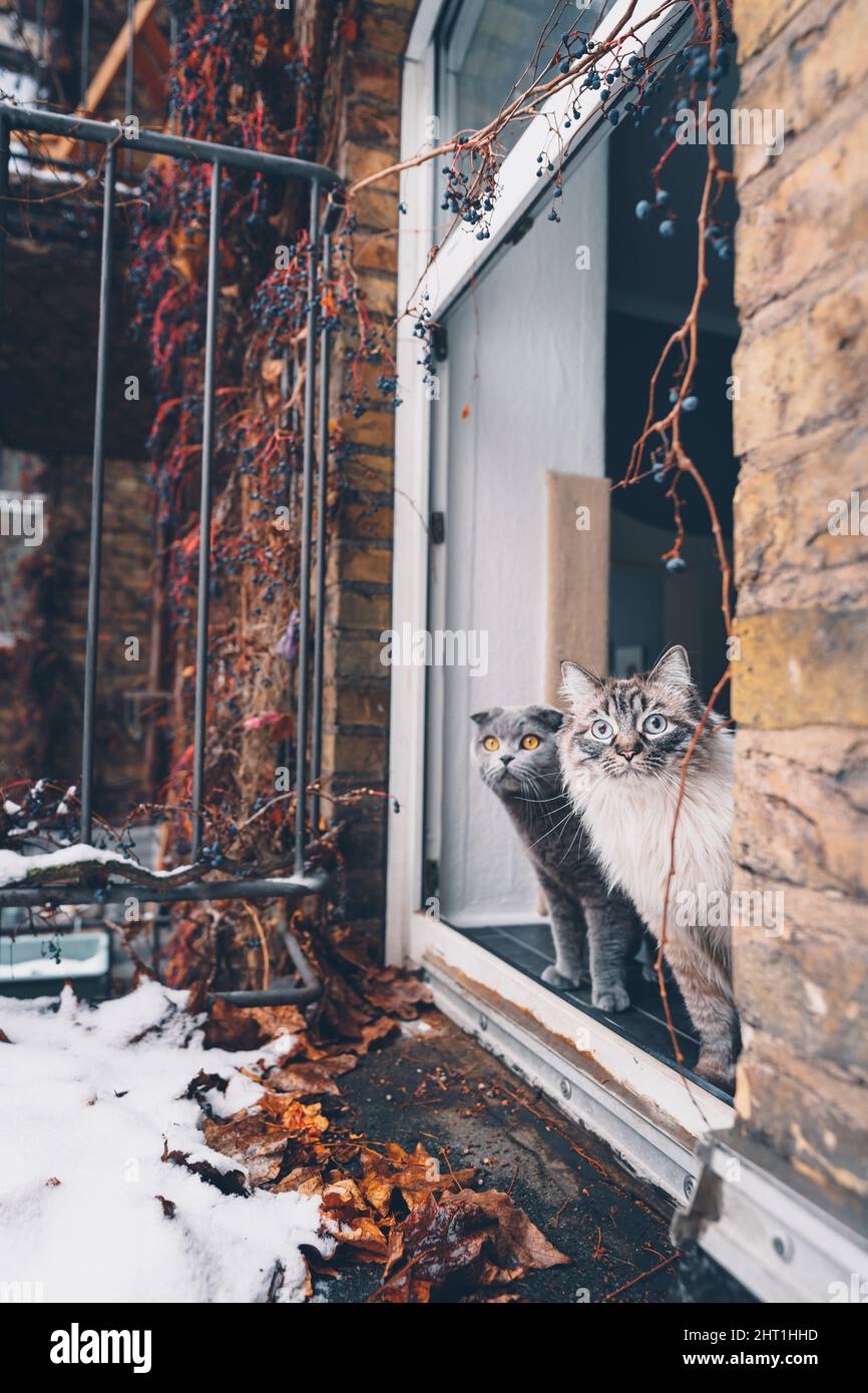 Vertical shot of domestic cats Stock Photo - Alamy
