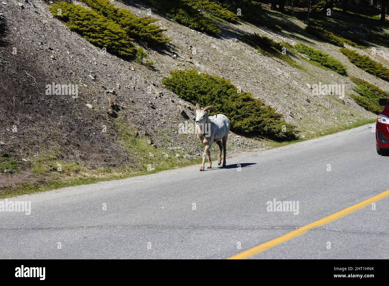 Mountain goat walking along a busy highway in Banff National Park ...
