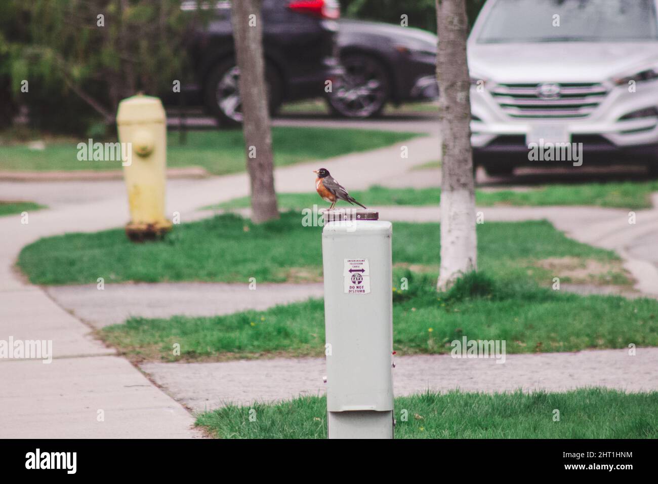 American Robin sitting on an electrical box along a sidewalk in an ...