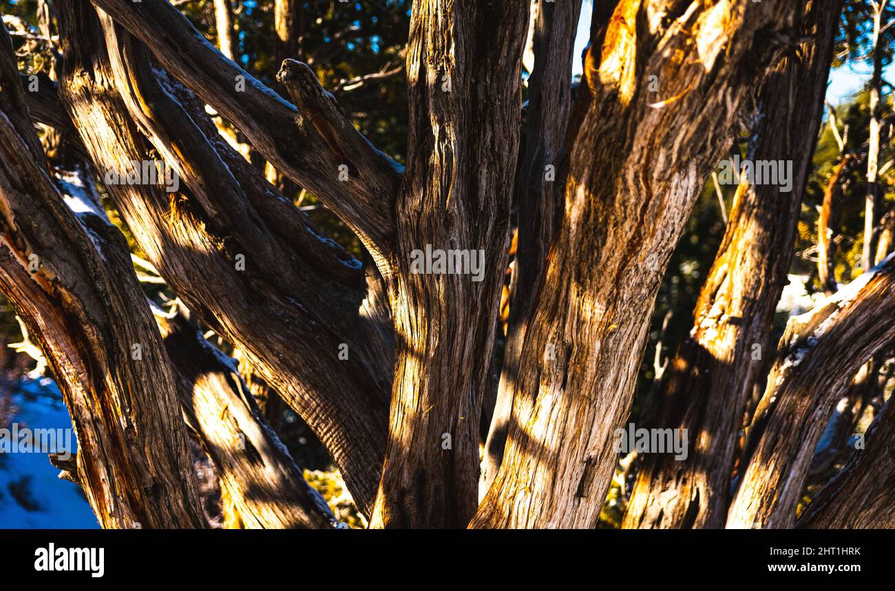 Closeup shot dry tree hi-res stock photography and images - Alamy