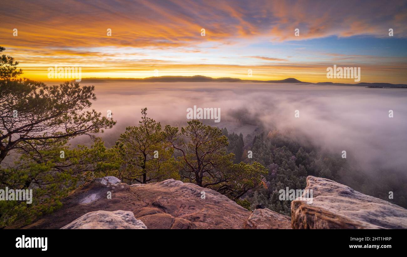 Breathtaking view of a dense forest covered by mist at scenic sunset ...