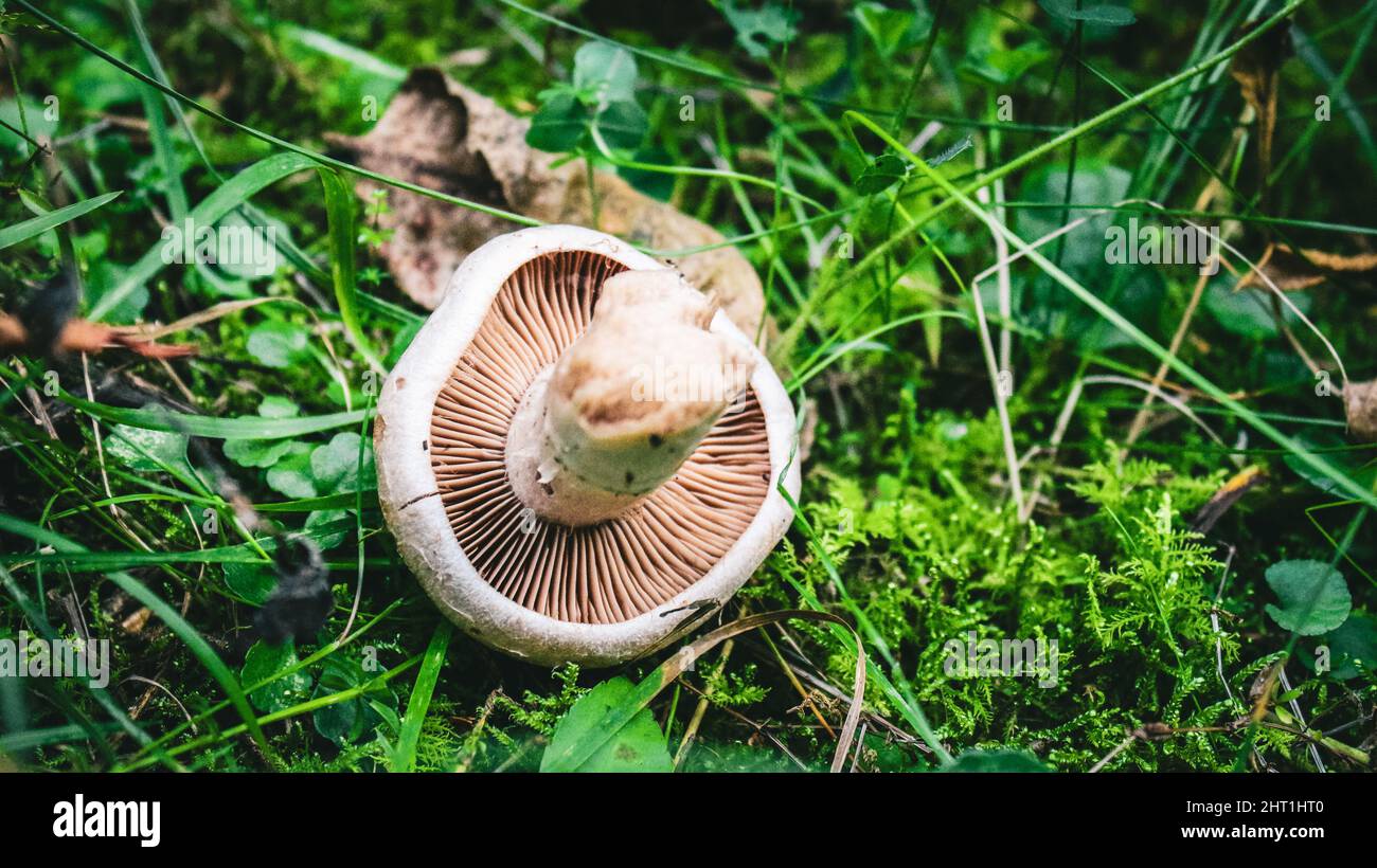 Closeup of a wild fungus on the ground covered in greenery in a forest ...