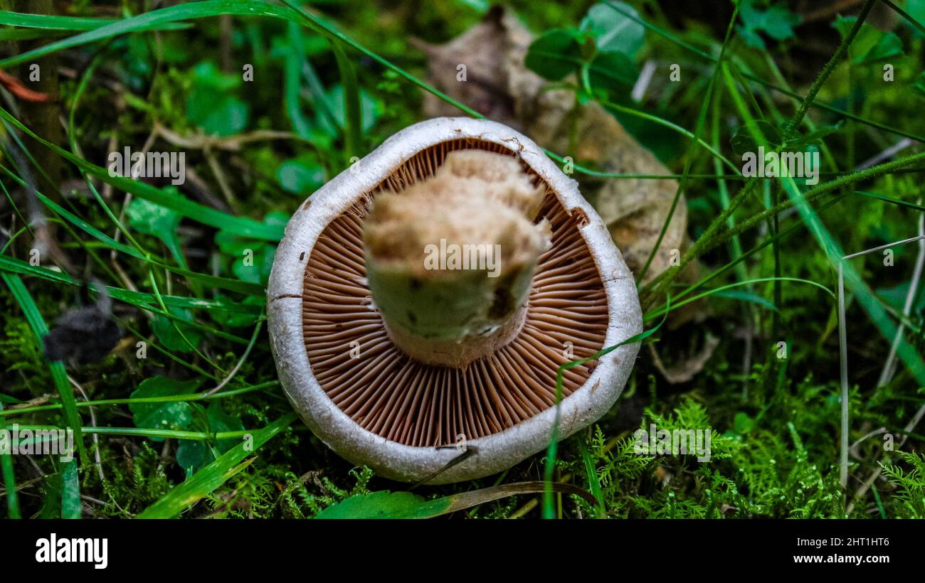 Closeup of a wild fungus on the ground covered in greenery in a forest ...