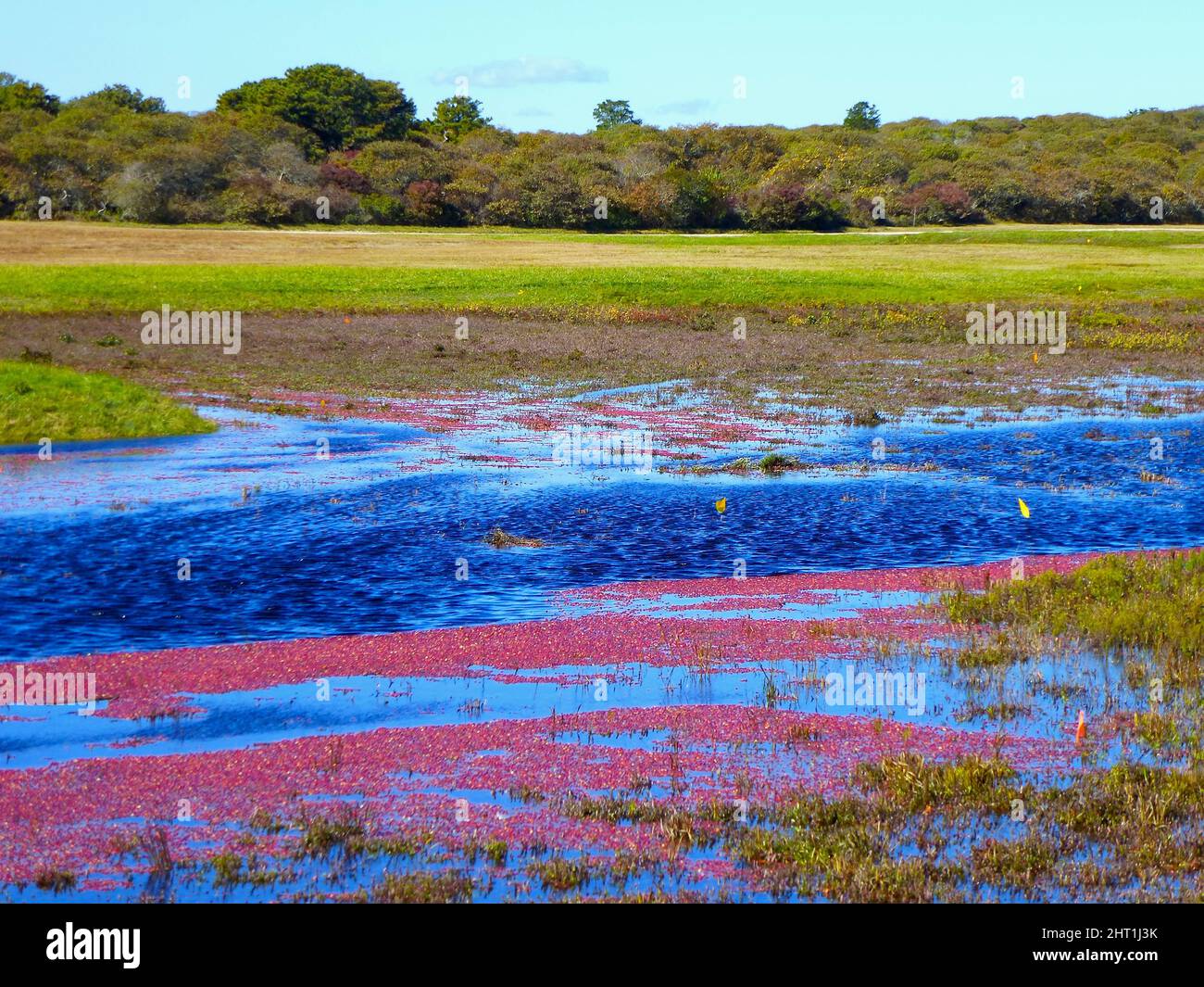 Beautiful view of a cranberry bog in Massachusetts, United States of ...